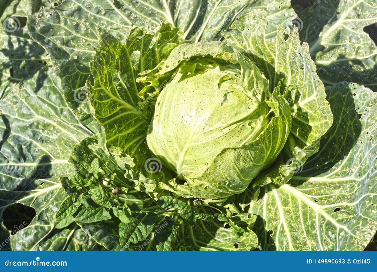 Head of cabbage closeup stock image. Image of fresh - 149890693