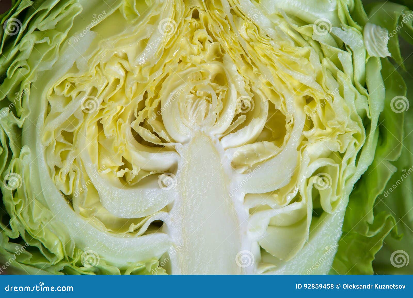 Head of Cabbage Cut in Half Closeup Stock Photo - Image of leaf ...