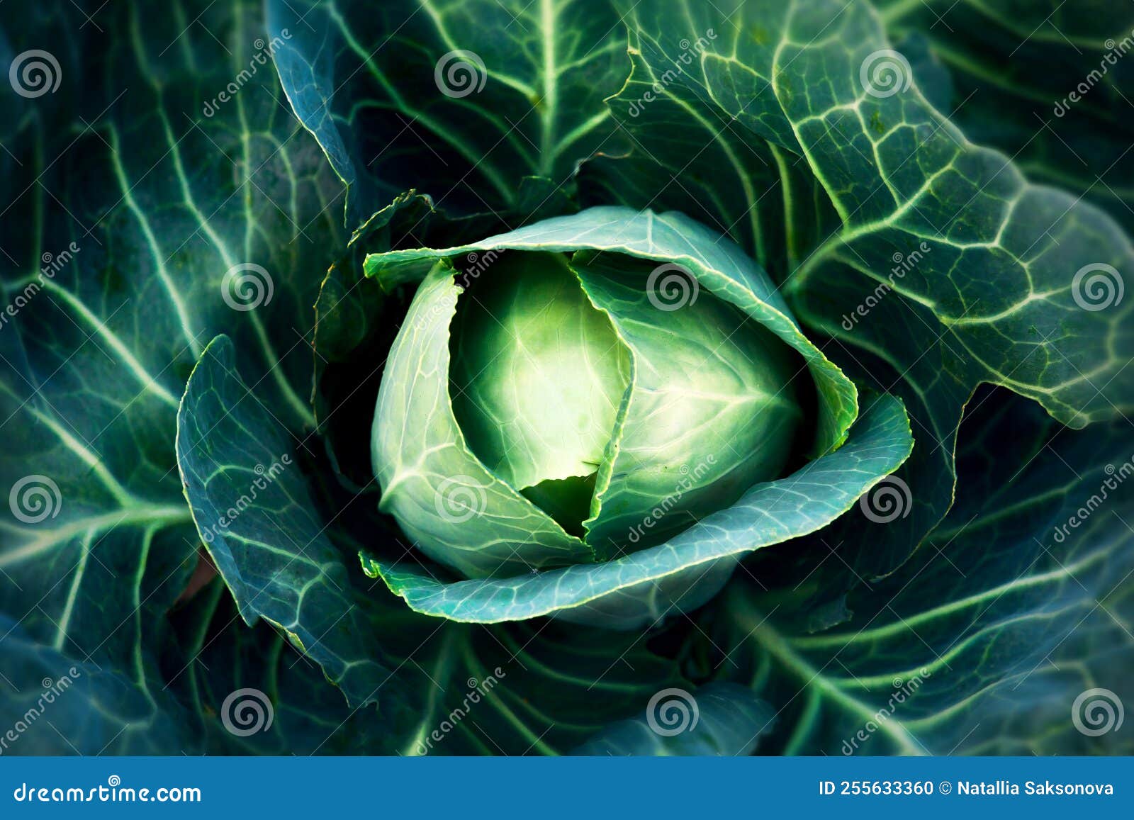 Head of Cabbage in the Form of an Eye. Stock Photo - Image of cabbage ...