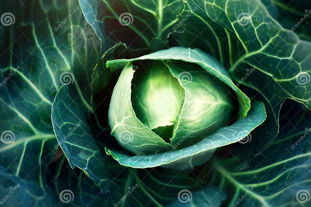 Head of Cabbage in the Form of an Eye. Stock Image - Image of ...