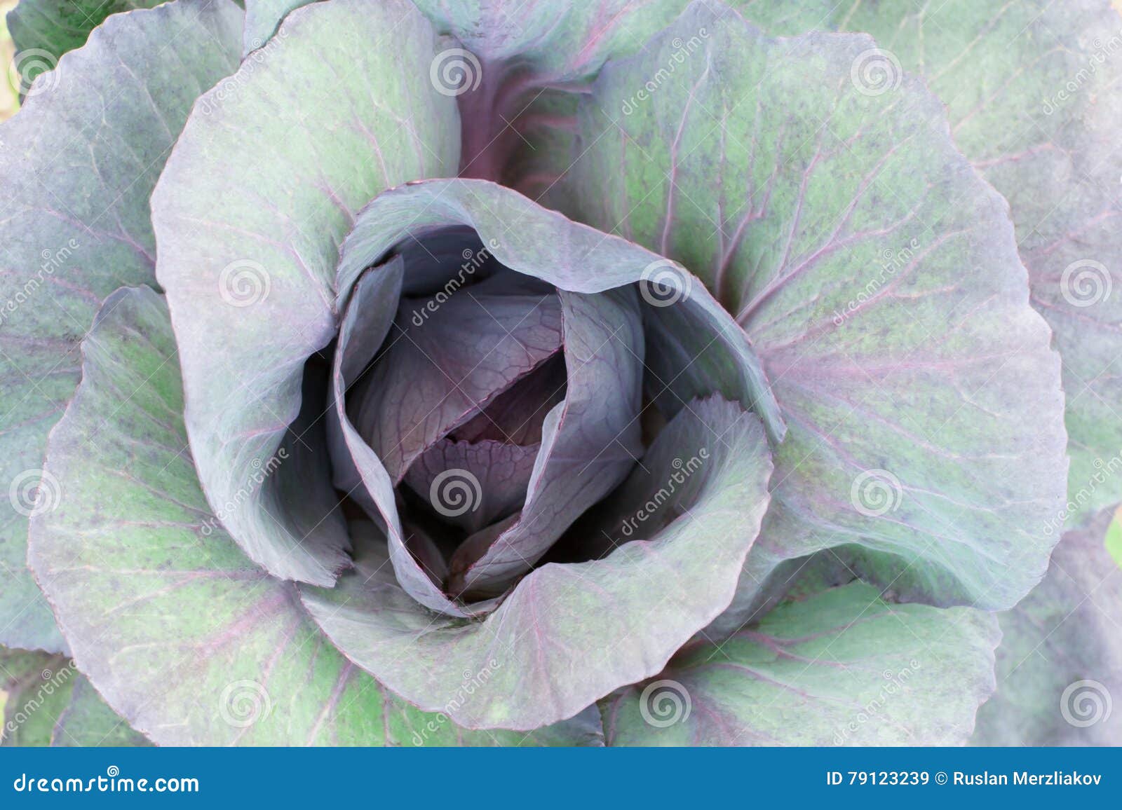 Head of cabbage stock image. Image of vegetable, lettuce - 79123239