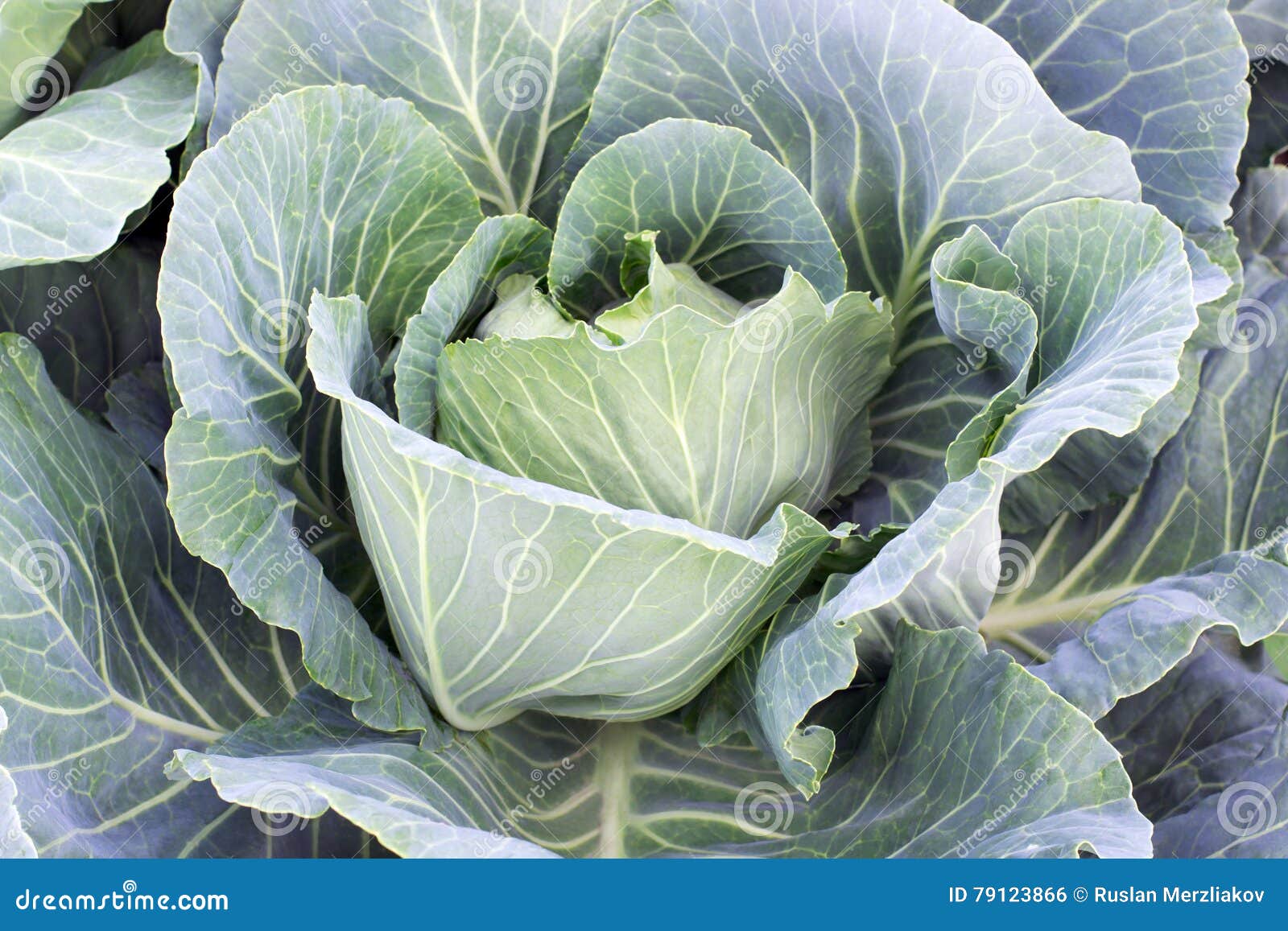 Head of cabbage stock photo. Image of freshness, lettuce - 79123866