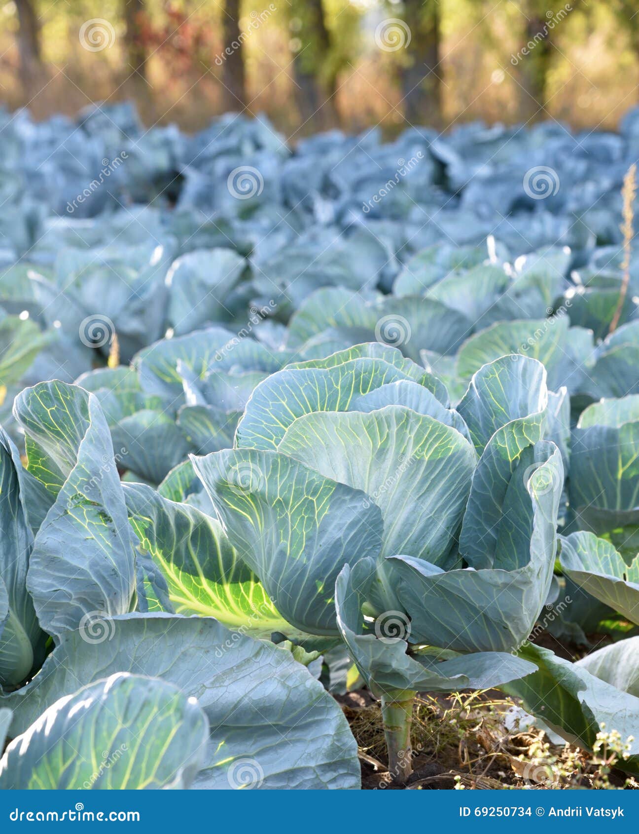 Head Cabbage Growing in the Field with Cabbage Stock Photo - Image of ...