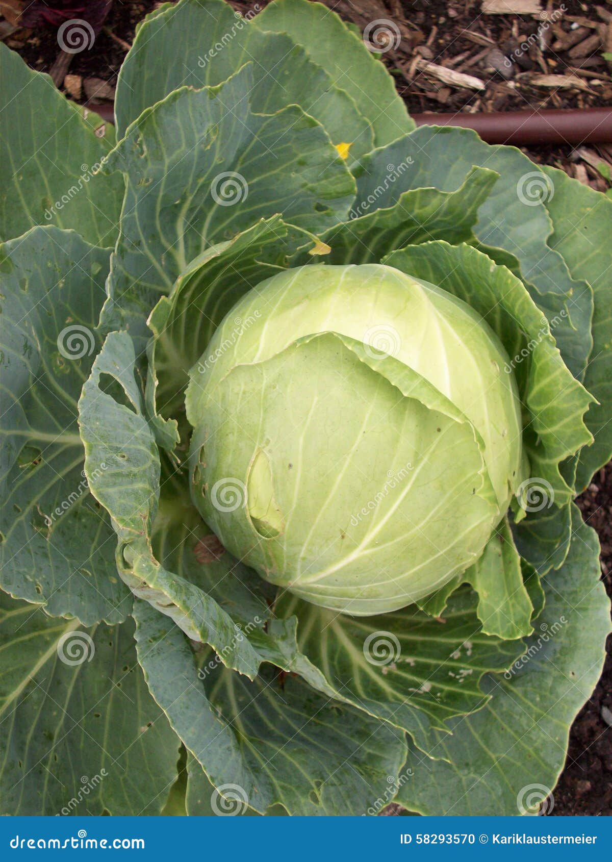 Head of Cabbage stock photo. Image of close, growth, grow - 58293570
