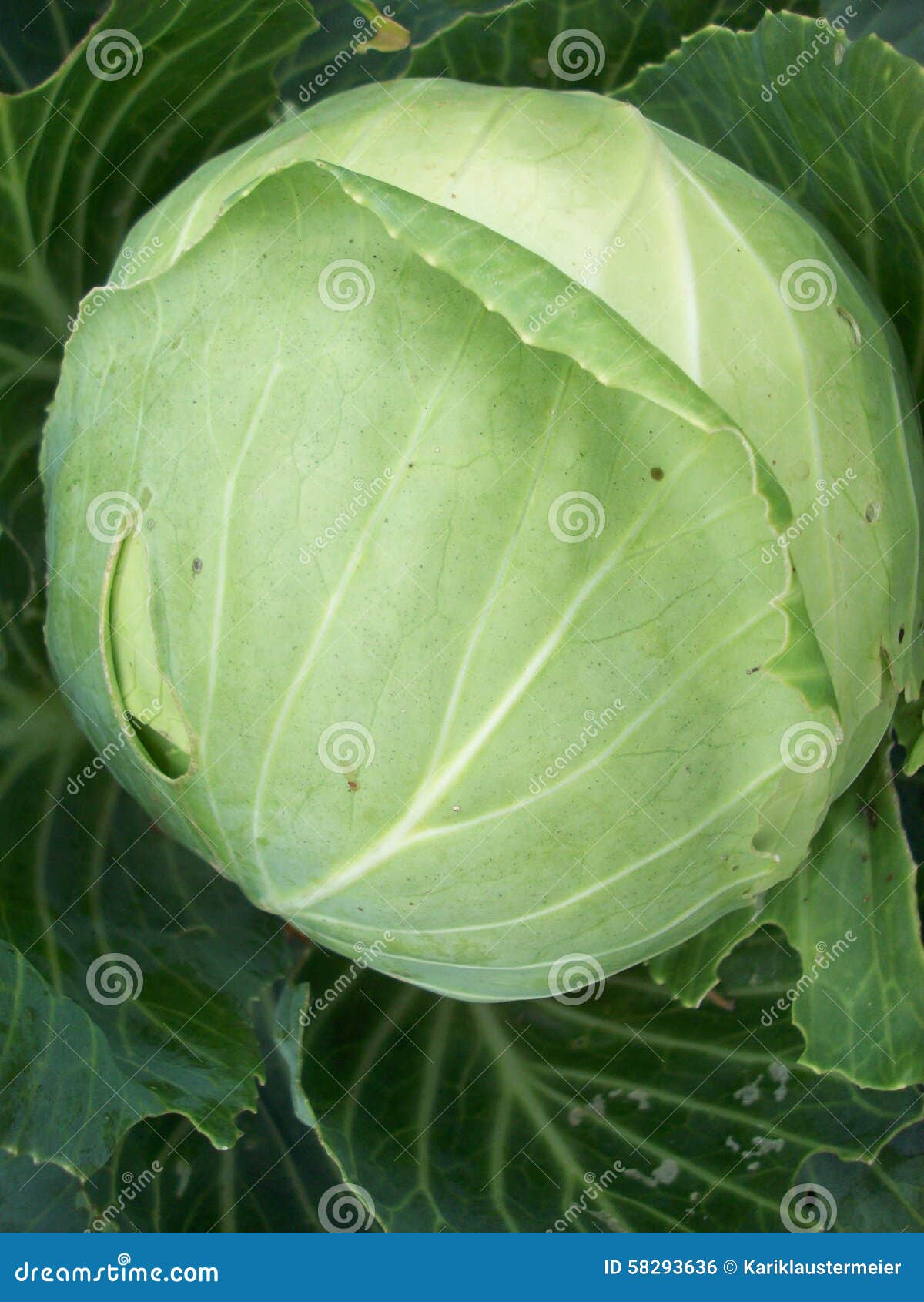 Head of Cabbage stock photo. Image of garden, edible - 58293636