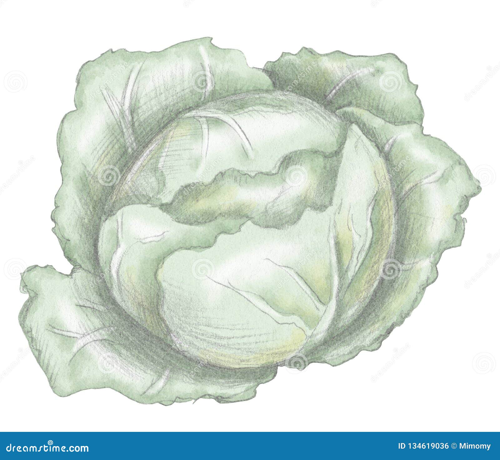 Cartoon Cabbage Stock Images - Download 86 Royalty Free Photos