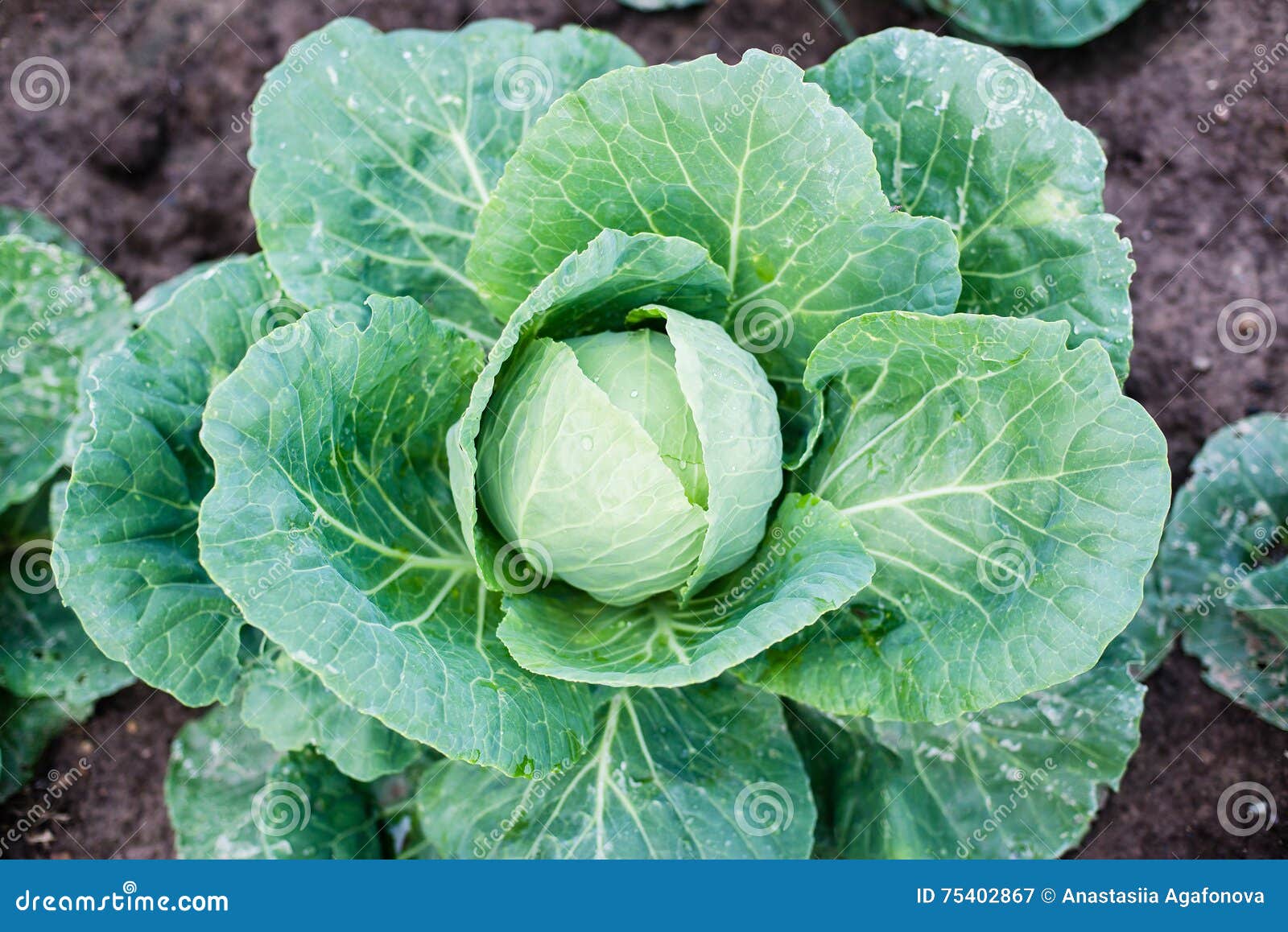 Head of cabbage plugs stock image. Image of ingredient - 75402867