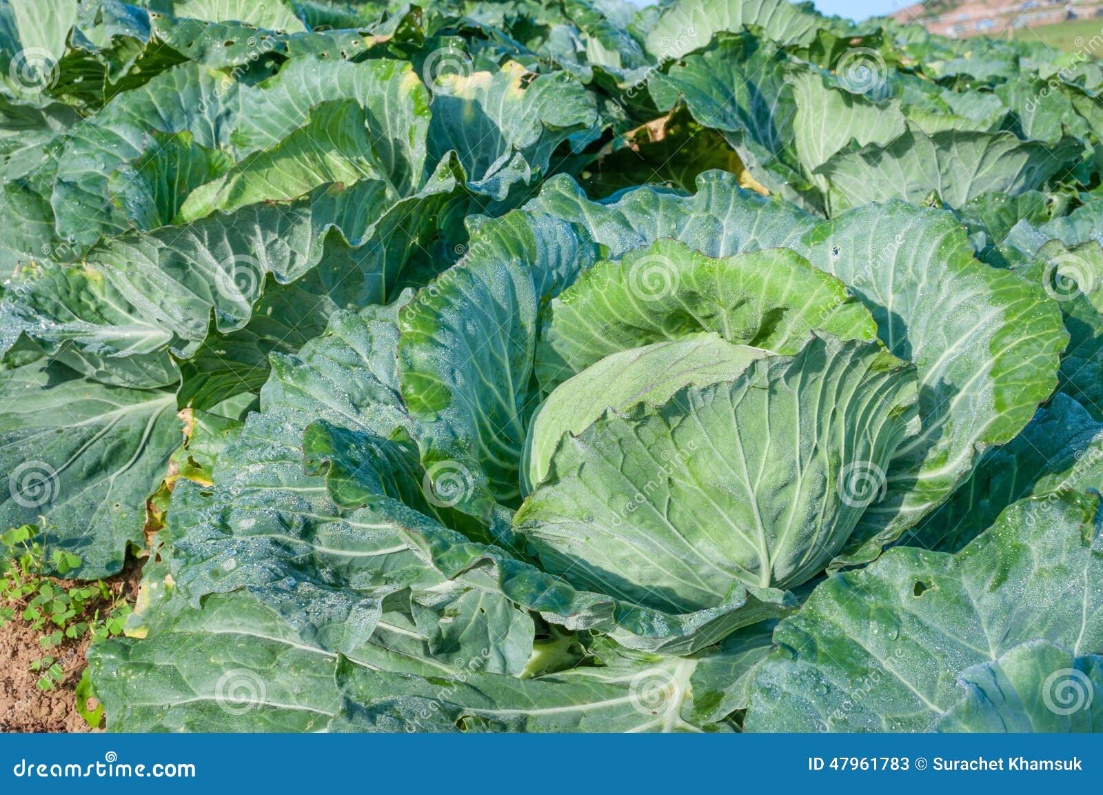 Head of Cabbage in the Vegetable Garden Stock Image - Image of head ...