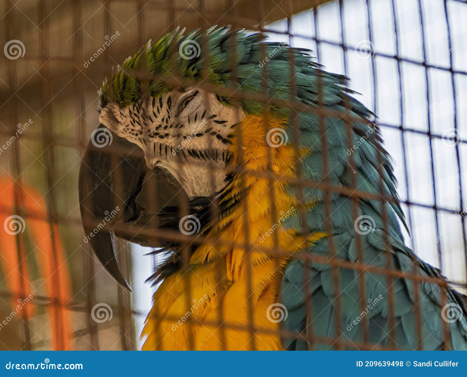 The Head of the Caged Parrot Stock Photo - Image of colors, face: 209639498