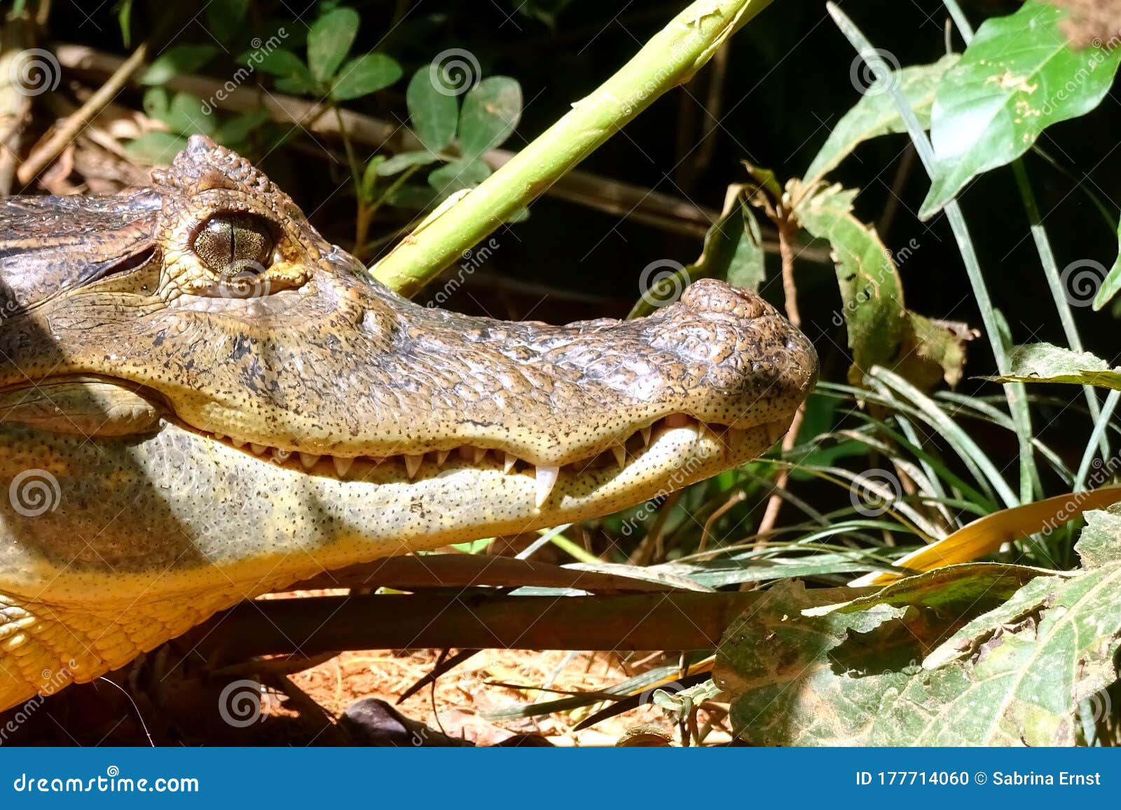 Head of a Caiman in Closeup Stock Photo - Image of look, theeth: 177714060