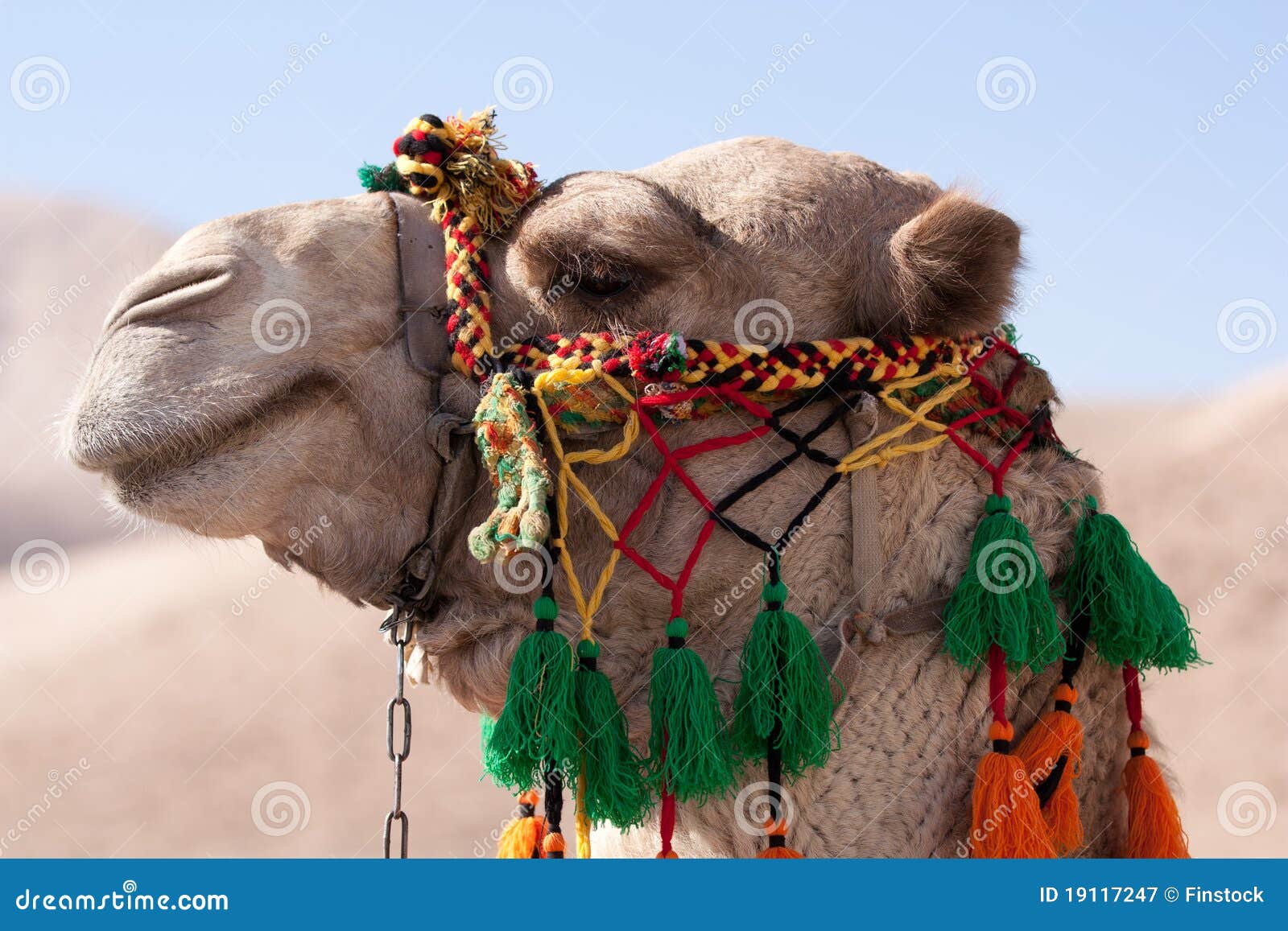 Head of an camel stock image. Image of orange, portrait - 19117247