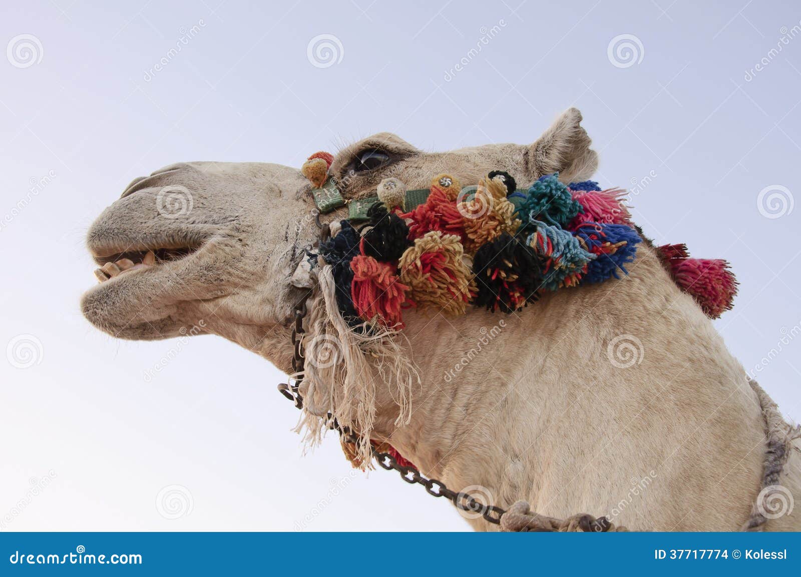 The head of a camel stock photo. Image of mammal, camel - 37717774