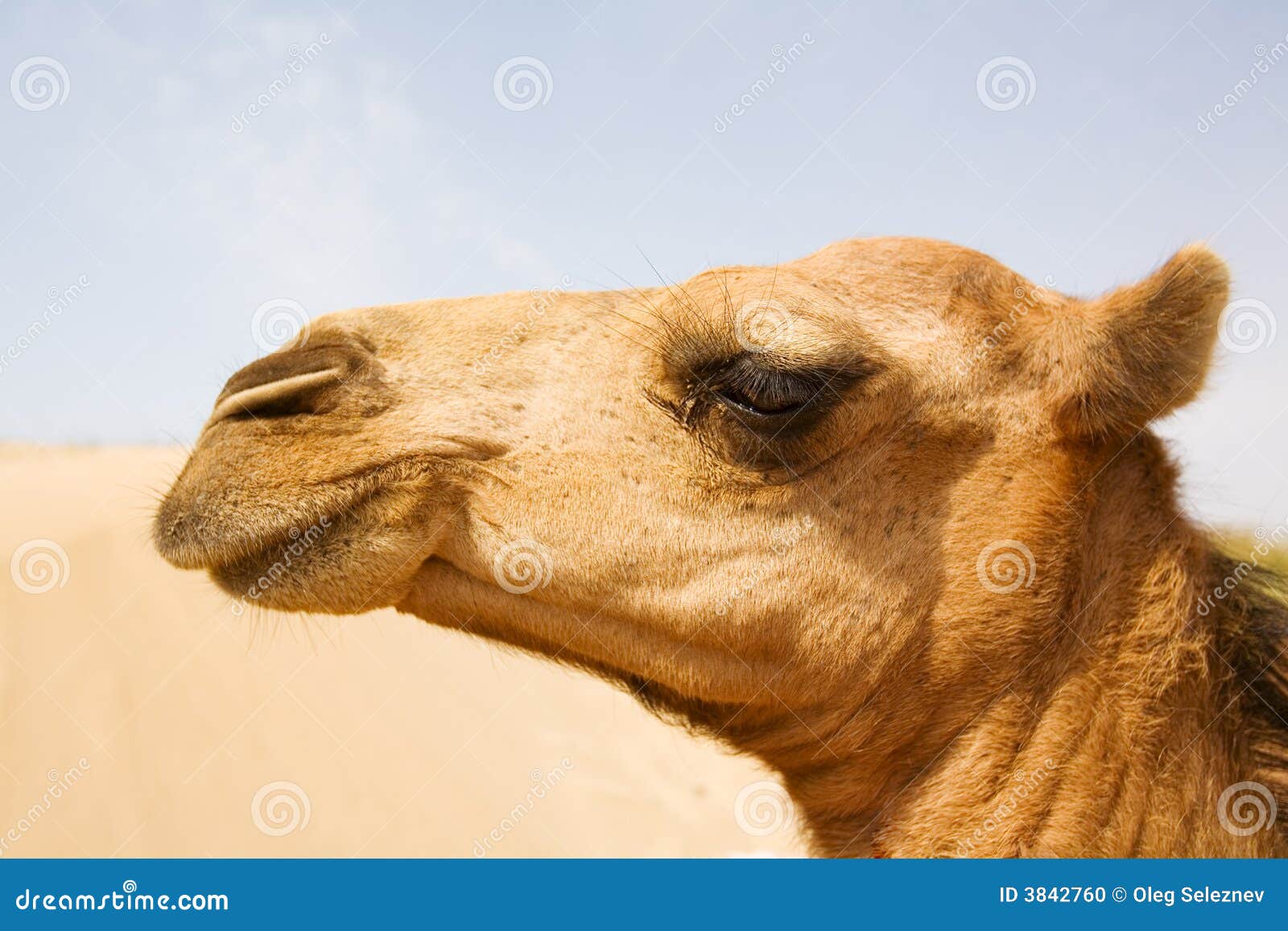 Head of camel stock photo. Image of vacations, desert - 3842760