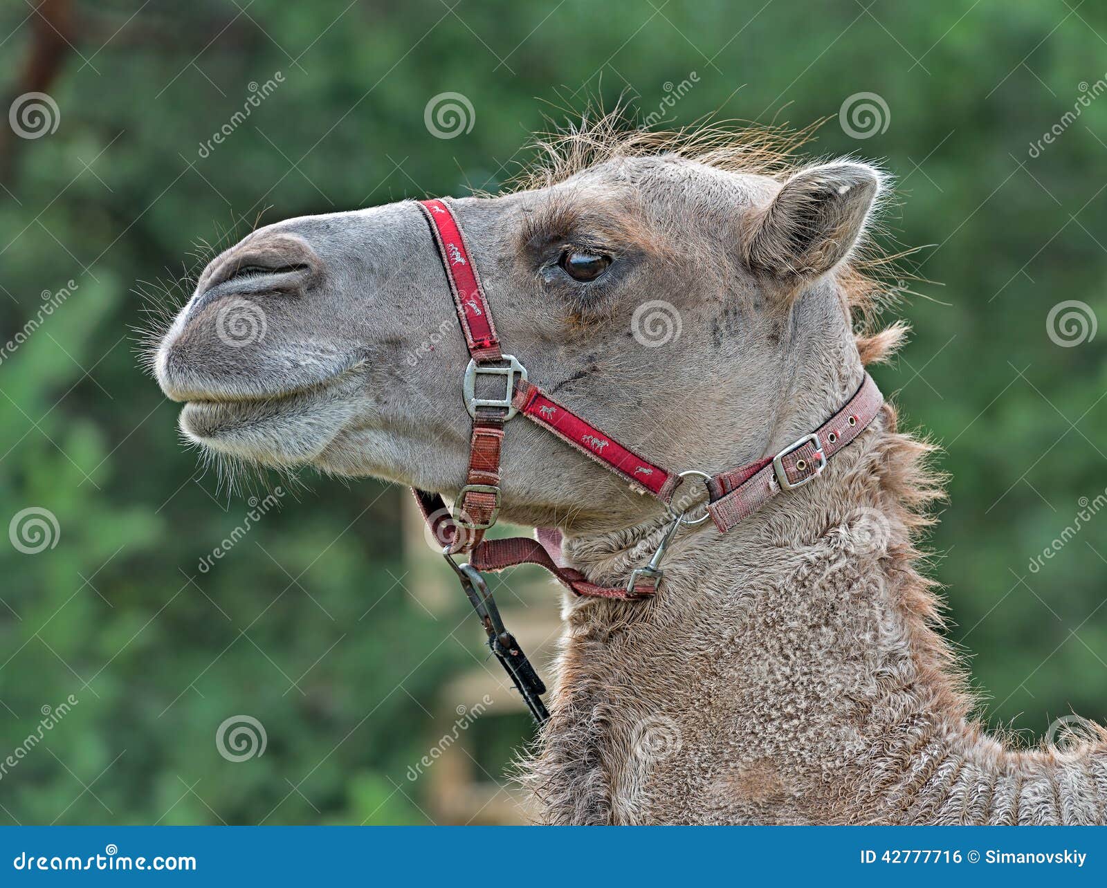 The head of a camel. stock photo. Image of foreground - 42777716