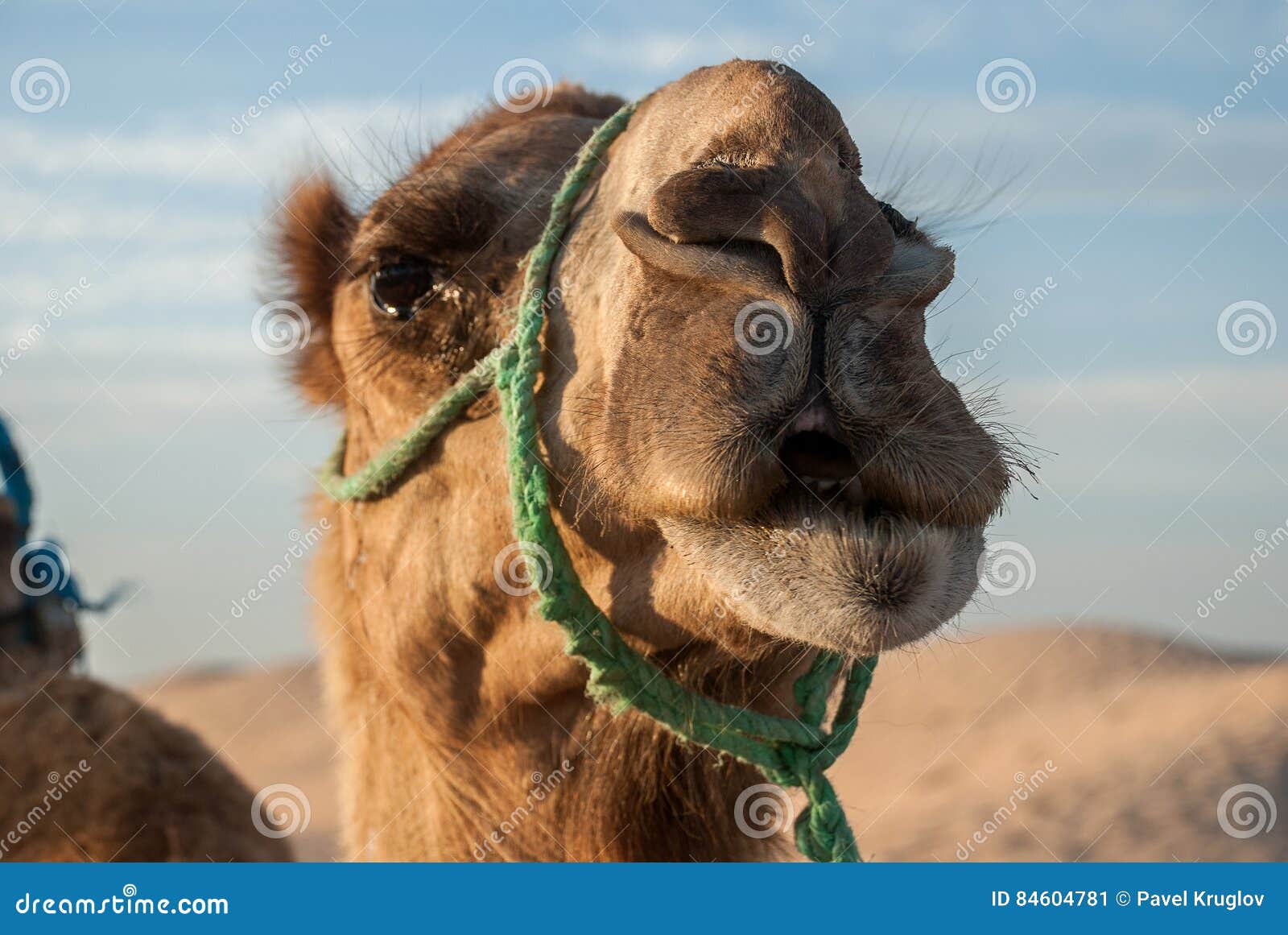The head of a camel stock image. Image of india, domestic - 84604781