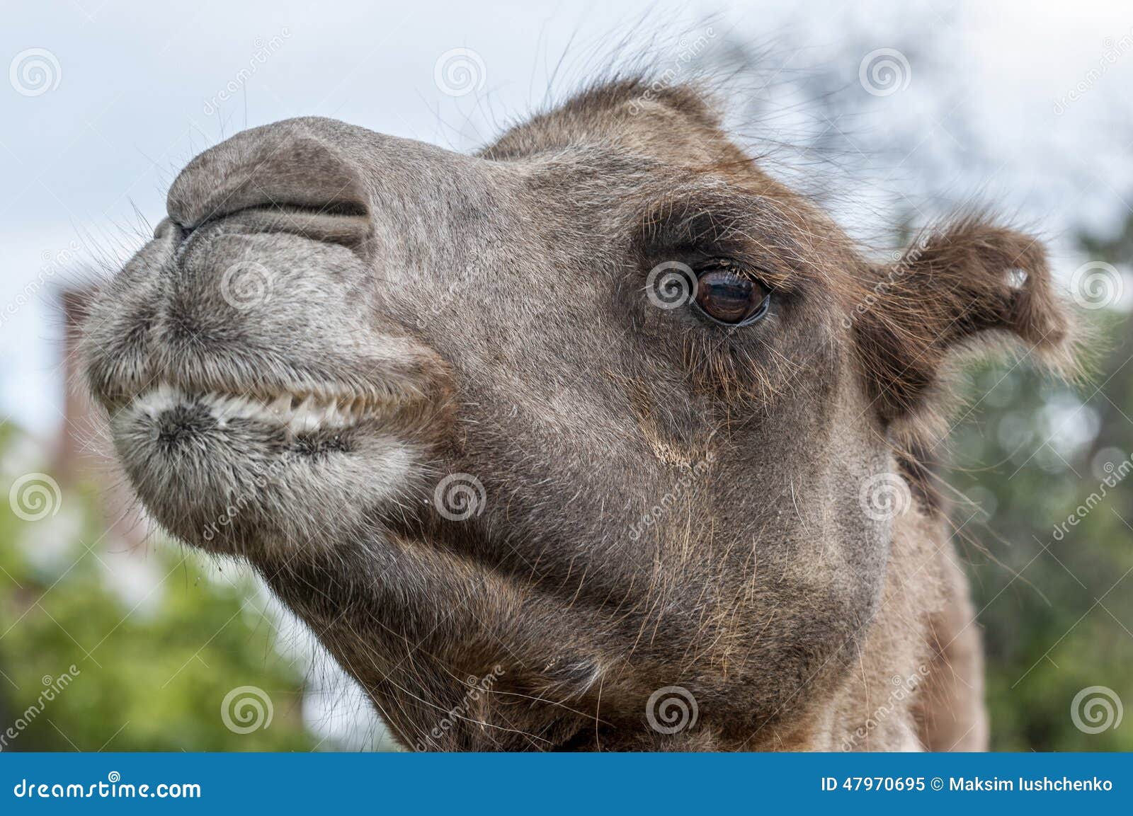 Head of a camel stock image. Image of mammals, hump, horizon - 47970695