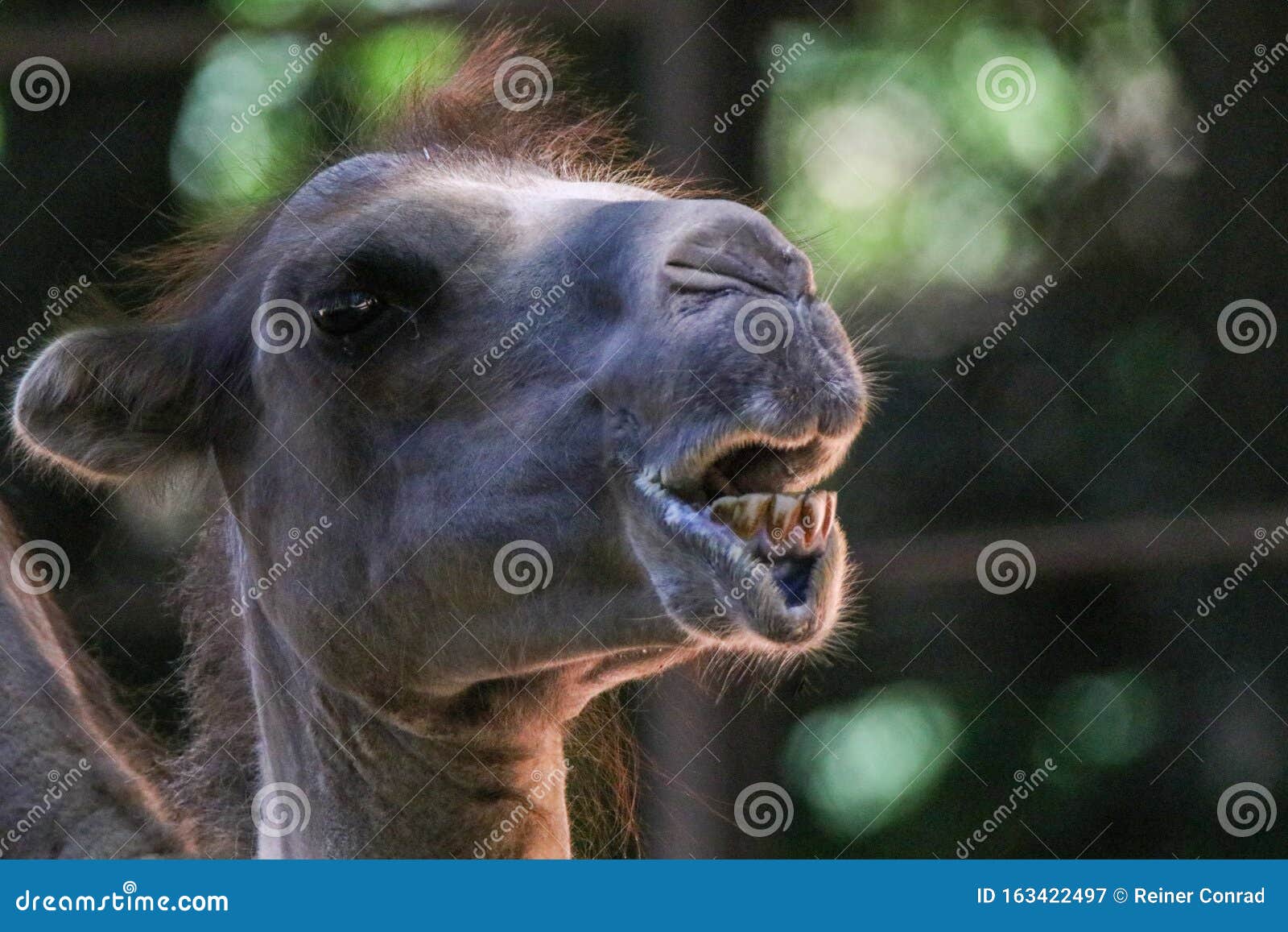 Close-up of a Funny Looking Camel Stock Image - Image of camel, travel ...