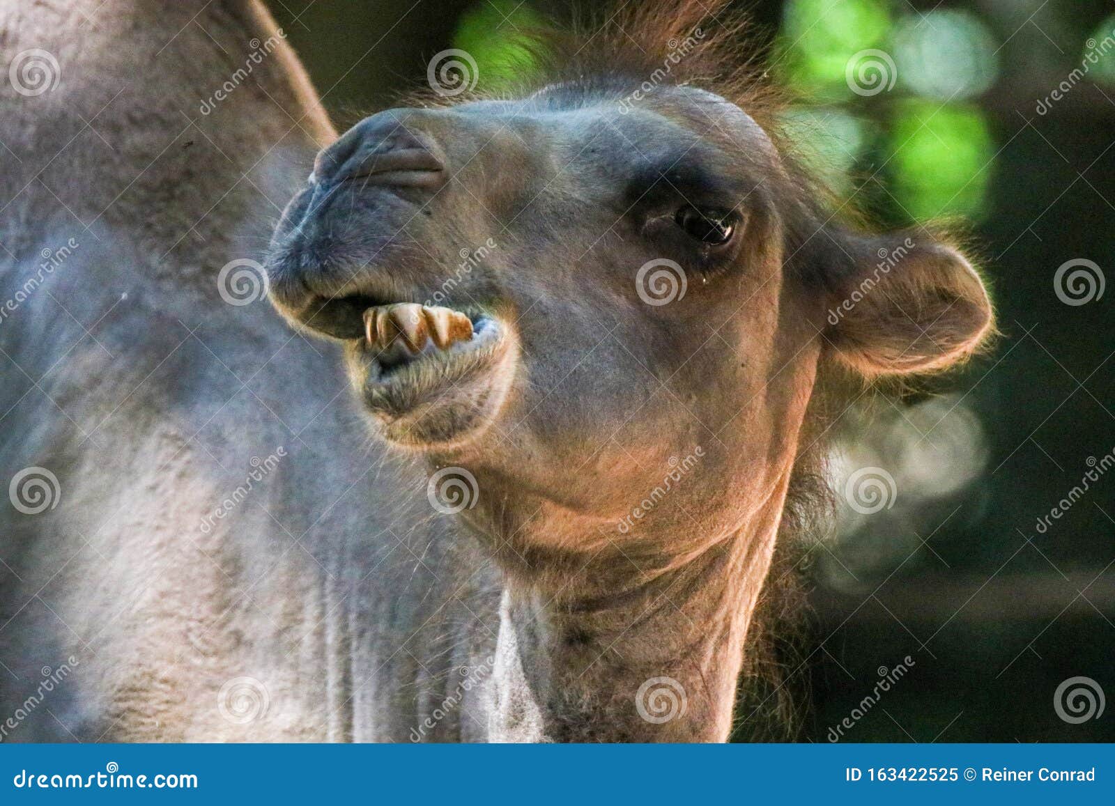 Close-up of a Funny Looking Camel Stock Image - Image of eyes ...