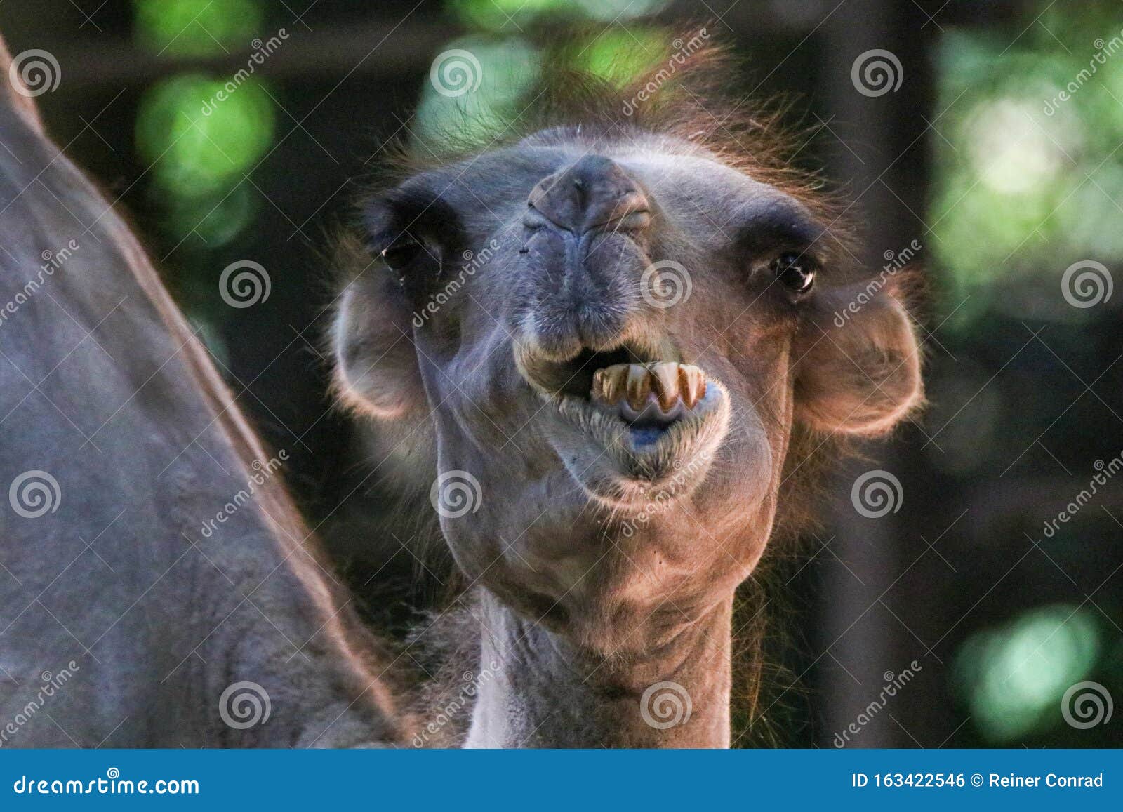 Close-up of a Funny Looking Camel Stock Photo - Image of hump, tooth ...