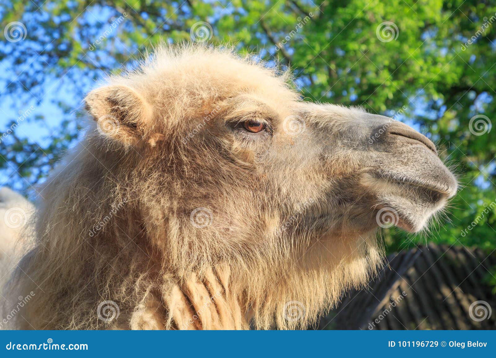Head of Camel Close-up in Spring Stock Image - Image of safari, mammal ...