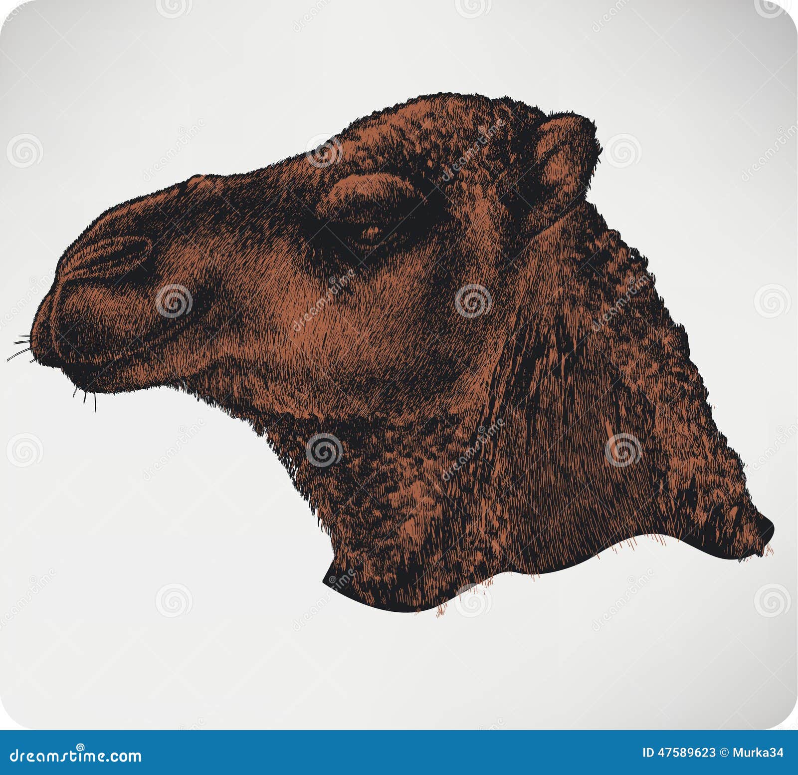 Head of a Camel, Hand-drawing. Vector Illustration. Stock Vector ...