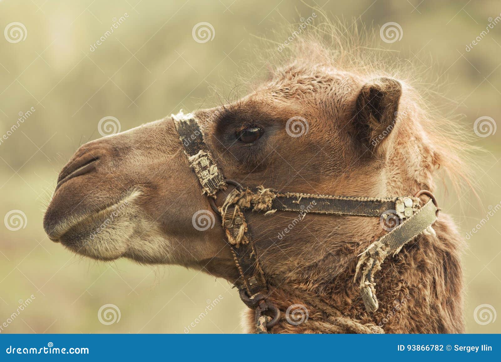 The Head Of A Camel. Royalty-Free Stock Photo | CartoonDealer.com #42777711