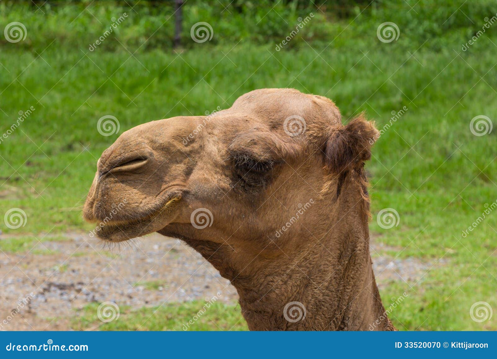 Head of camel in nature stock photo. Image of smile, safari - 33520070