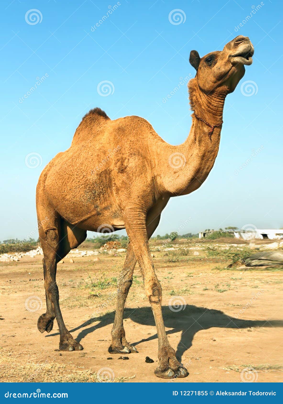 Head of a Camel on Safari - Desert Stock Image - Image of dunes, indian ...