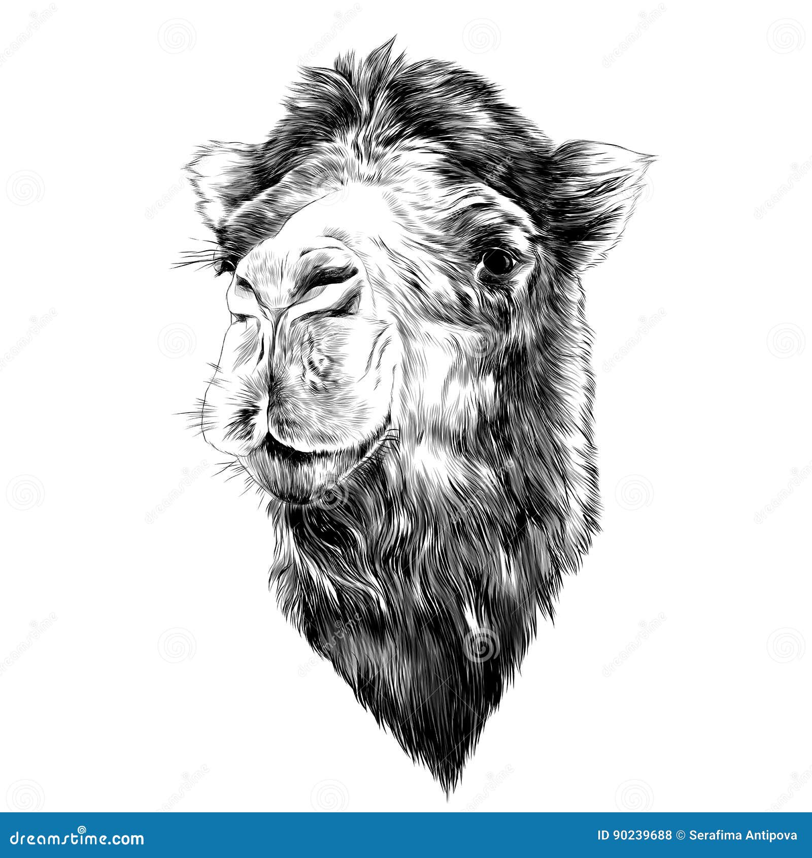 Head camel stock vector. Illustration of animal, sketch - 90239688