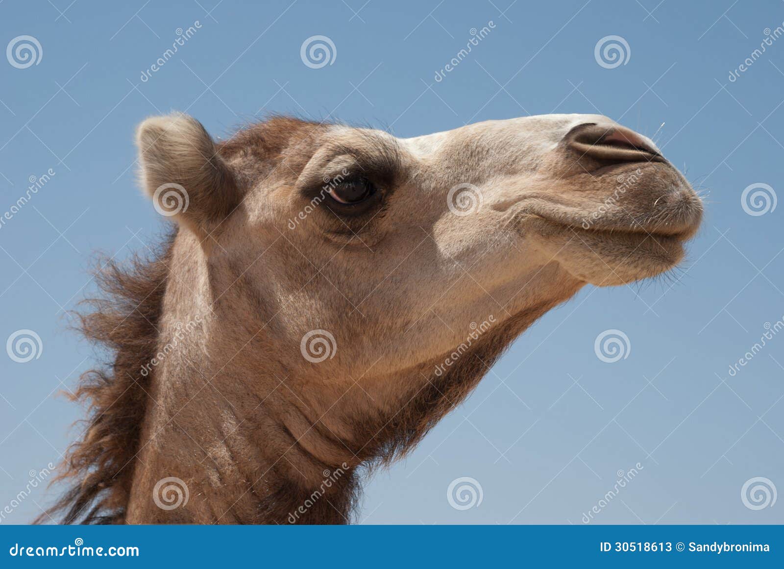 Head of a Camel stock image. Image of western, wild, north - 30518613