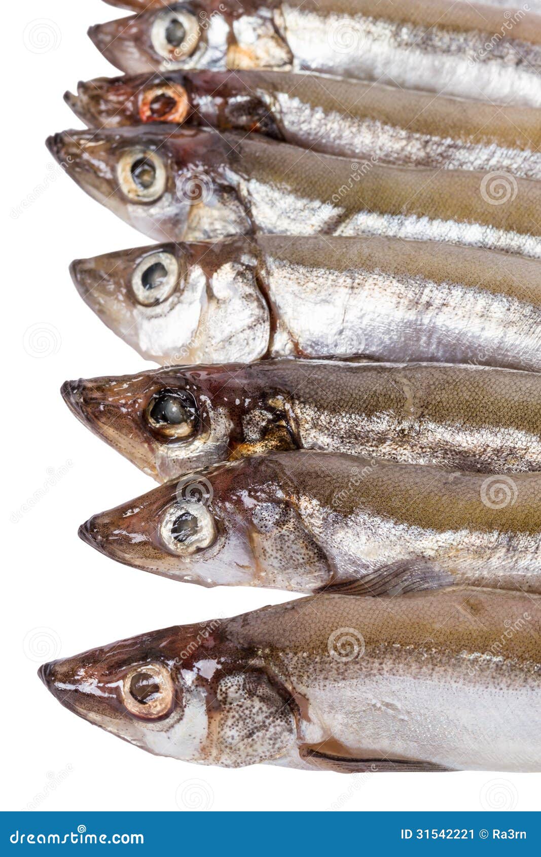 Head of capelin stock image. Image of nature, isolated - 31542221