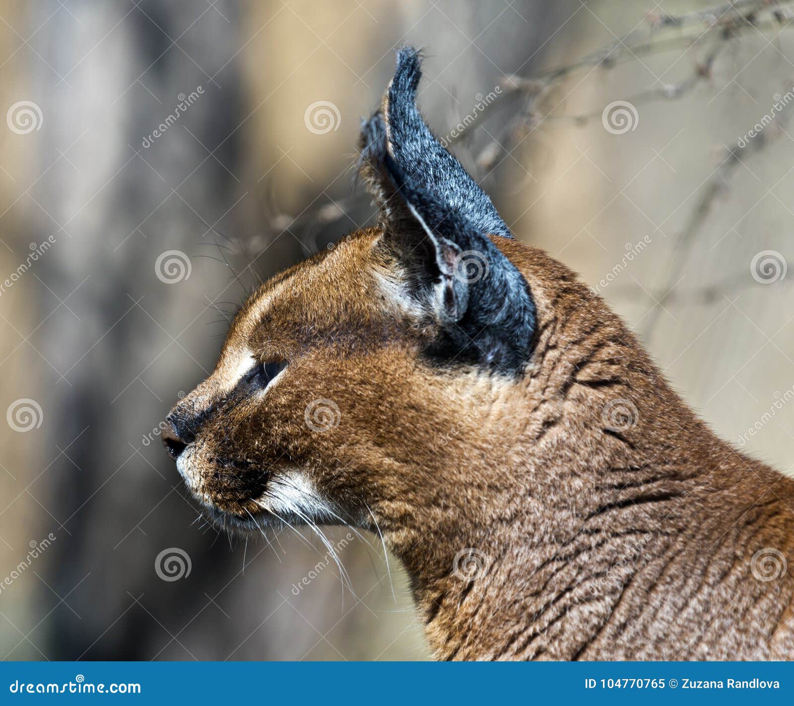 Caracal. Side view stock image. Image of side, medium - 104770765