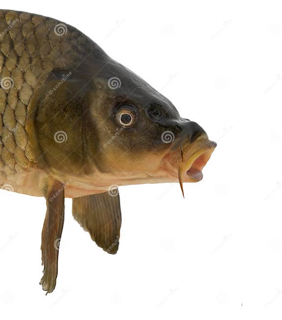 Head carp stock photo. Image of healthy, animal, hobbies - 18247242