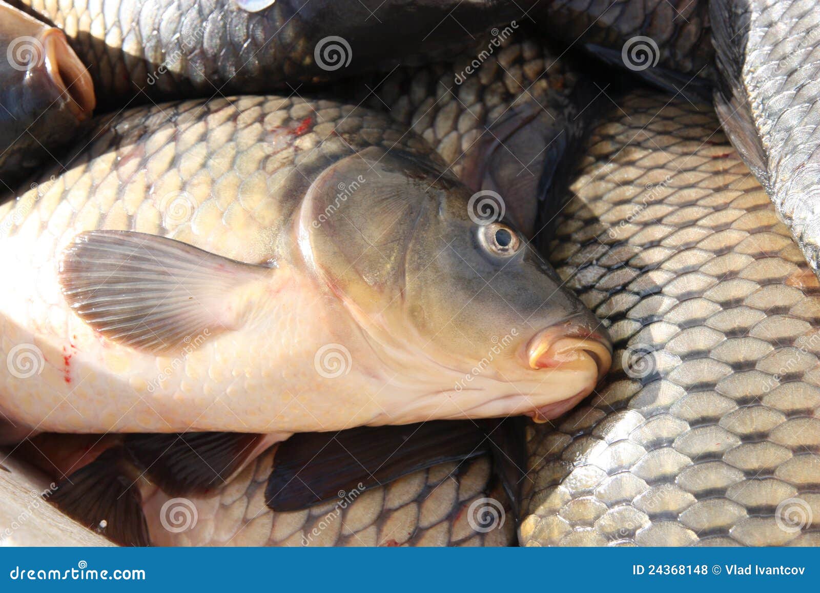 Head of a carp. stock photo. Image of nature, uncooked - 24368148