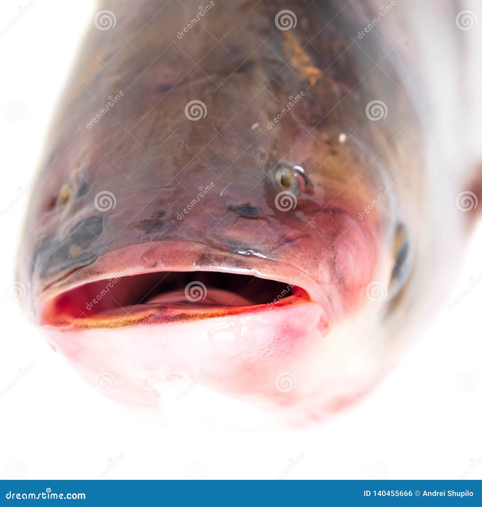 Head of Carp Fish Isolated on White Background Stock Photo - Image of ...
