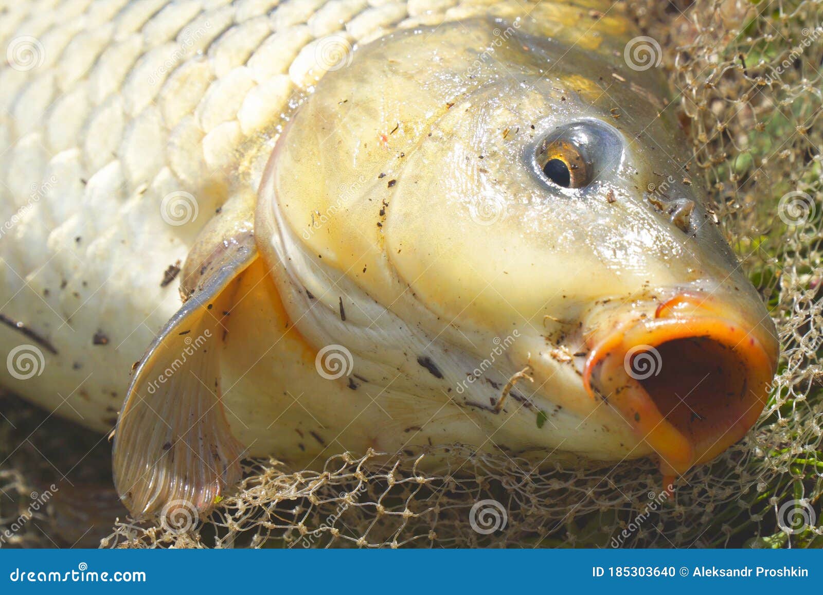 Head of Carp Fish with an Open Mouth Close Up Stock Photo - Image of ...