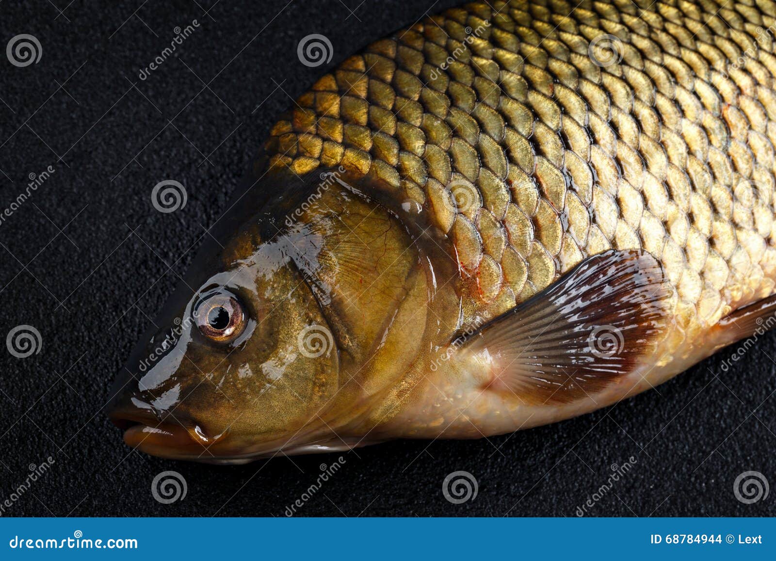 Head Carp Fish on the Surface Dark Stone. Stock Photo - Image of gills ...