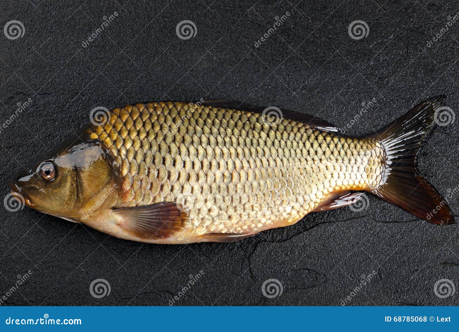 Head Of A Carp. Stock Photo | CartoonDealer.com #24368148