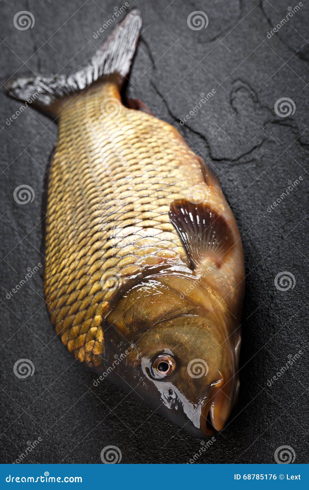 Head Of A Carp. Stock Photo | CartoonDealer.com #24368148