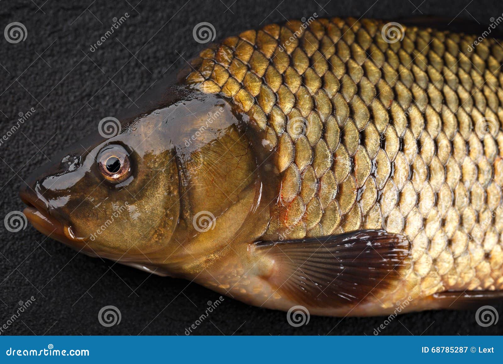Head Carp Fish on the Surface Dark Stone. Stock Image - Image of ...