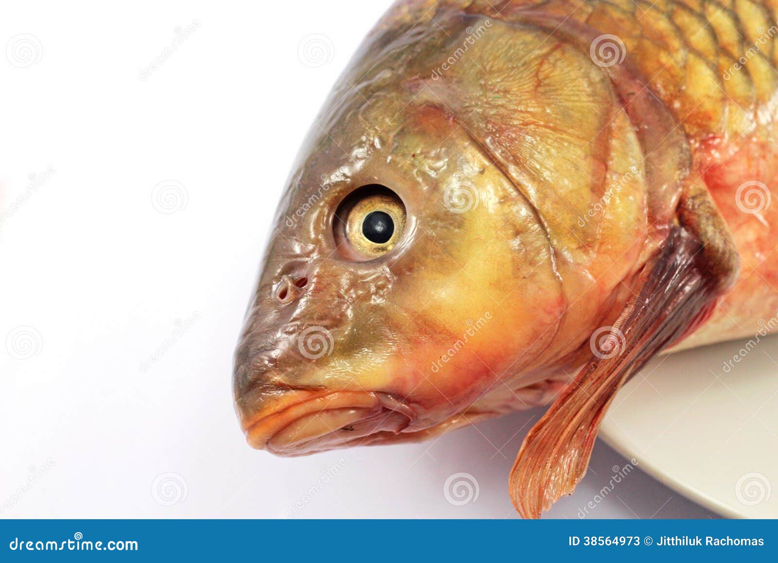 Head of Carp stock image. Image of natural, fish, moustaches - 38564973