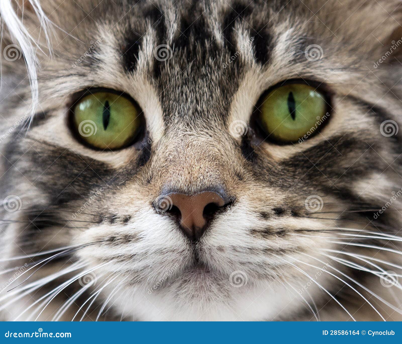 Head of cat stock photo. Image of domestic, senior, young - 28586164