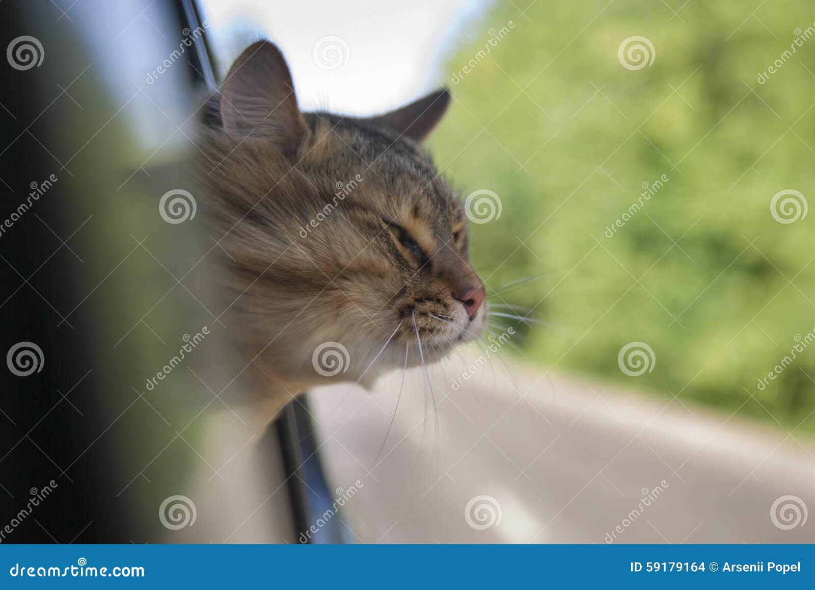 Head Cat Out of a Car Window in Motion Stock Photo - Image of trip ...