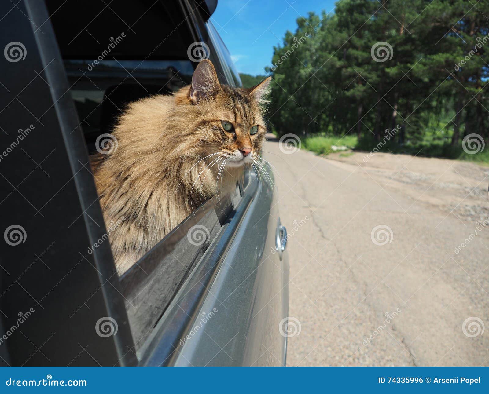 Head Cat Out of a Car Window in Motion Stock Photo - Image of blue ...