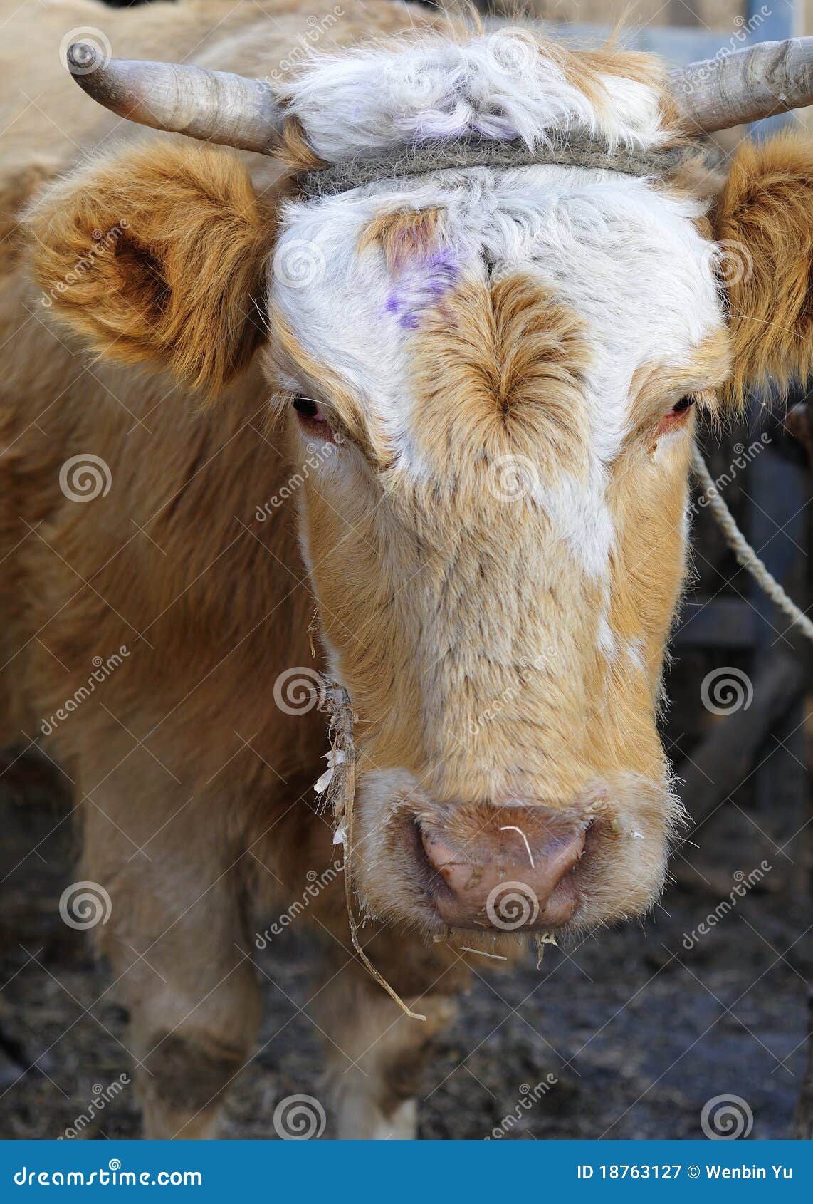 Head of cattle stock image. Image of horns, cattle, husbandry - 18763127