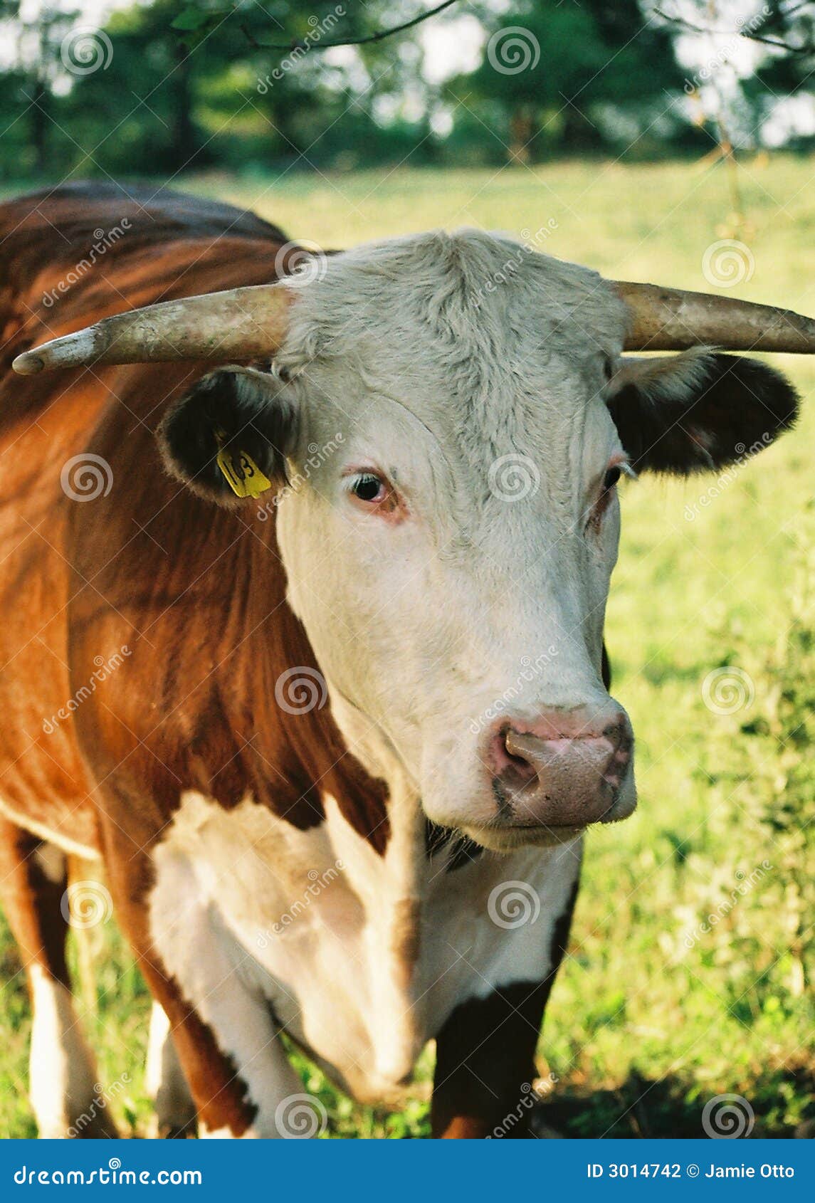 Head Of Cattle Picture. Image: 3014742
