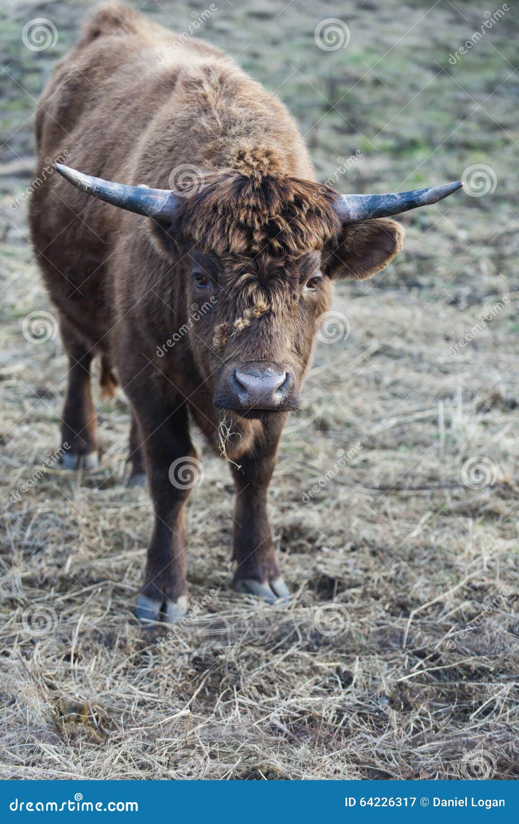 Head of Cattle with Burrs on Its Face Stock Image - Image of neck ...