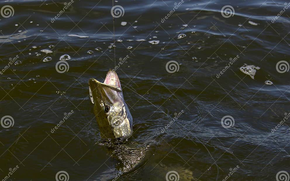 Head Caught on Spinning Fish Sticking Stock Image - Image of life, hook ...