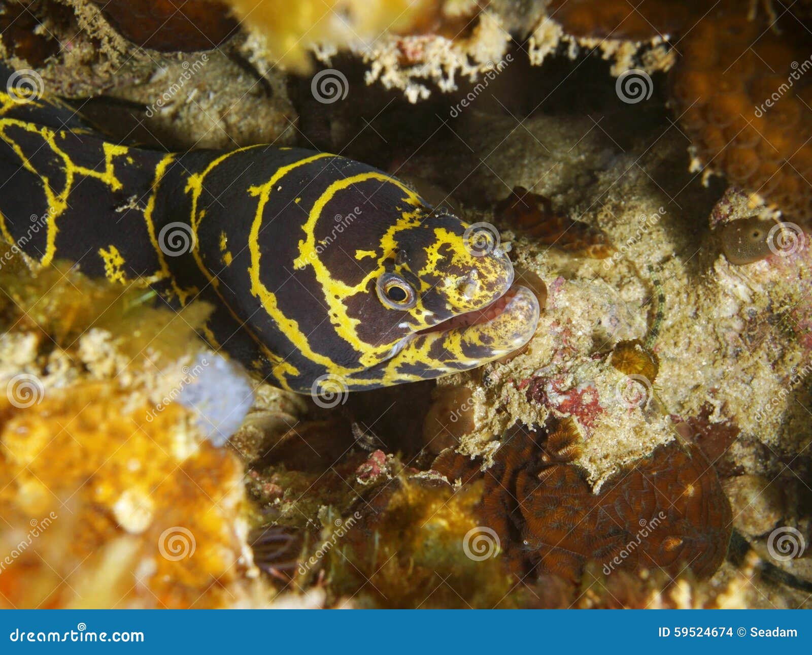 Head of Chain Moray Eel Echidna Catenata Stock Photo - Image of ...