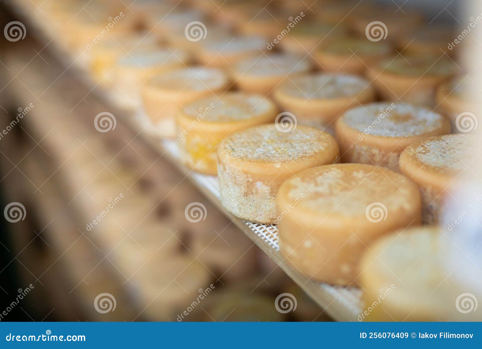 Head Cheese on Shelf in Cheese Dairy Stock Image - Image of interior ...